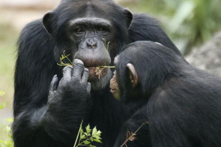 Maniema : ICCN à Kindu reçoit deux chimpanzés captifs - Le Congo au ...
